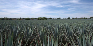 Patrón - Bacardi Limited